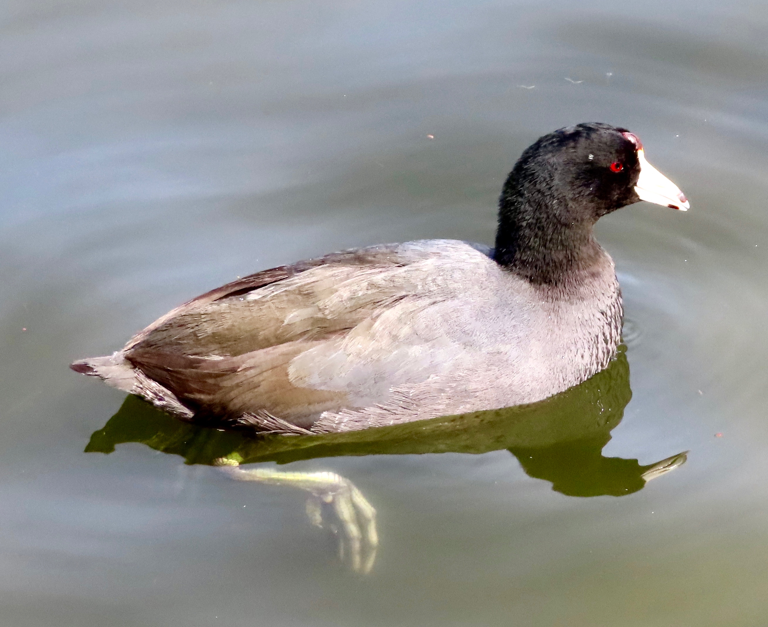 Old Coot | Jack Shalom