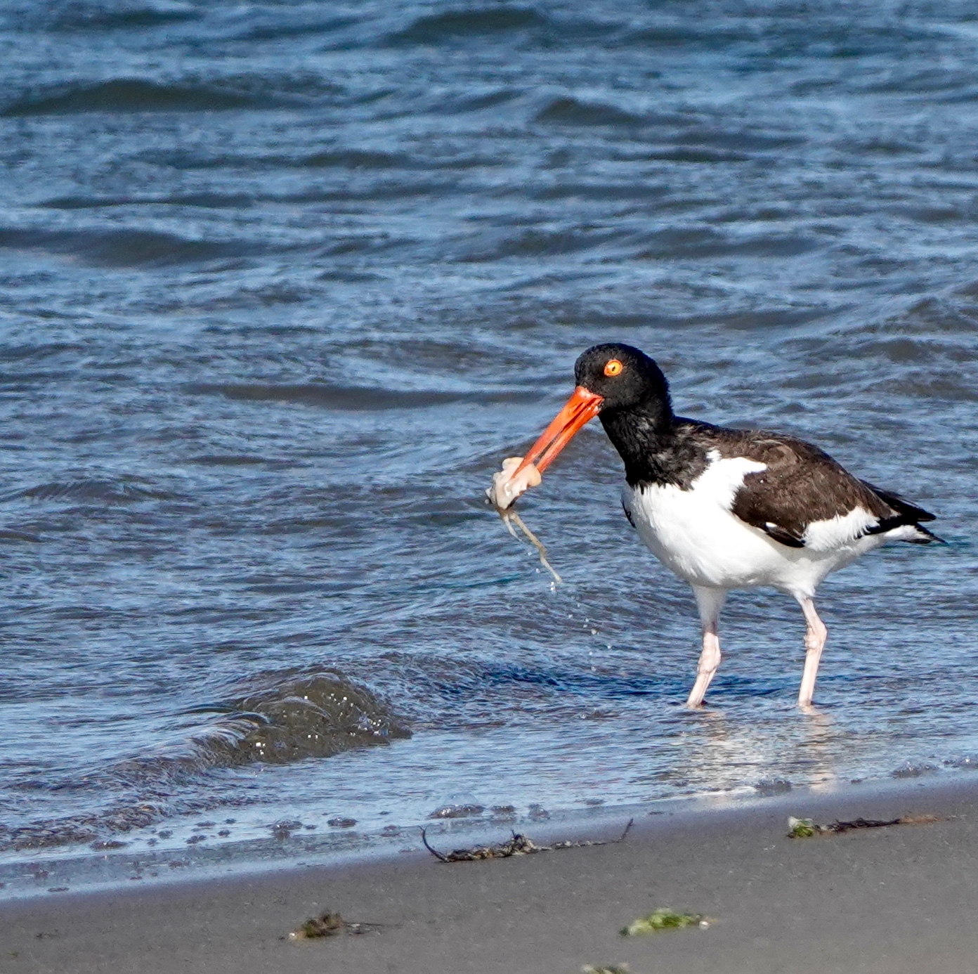 As Advertised | Jack Shalom