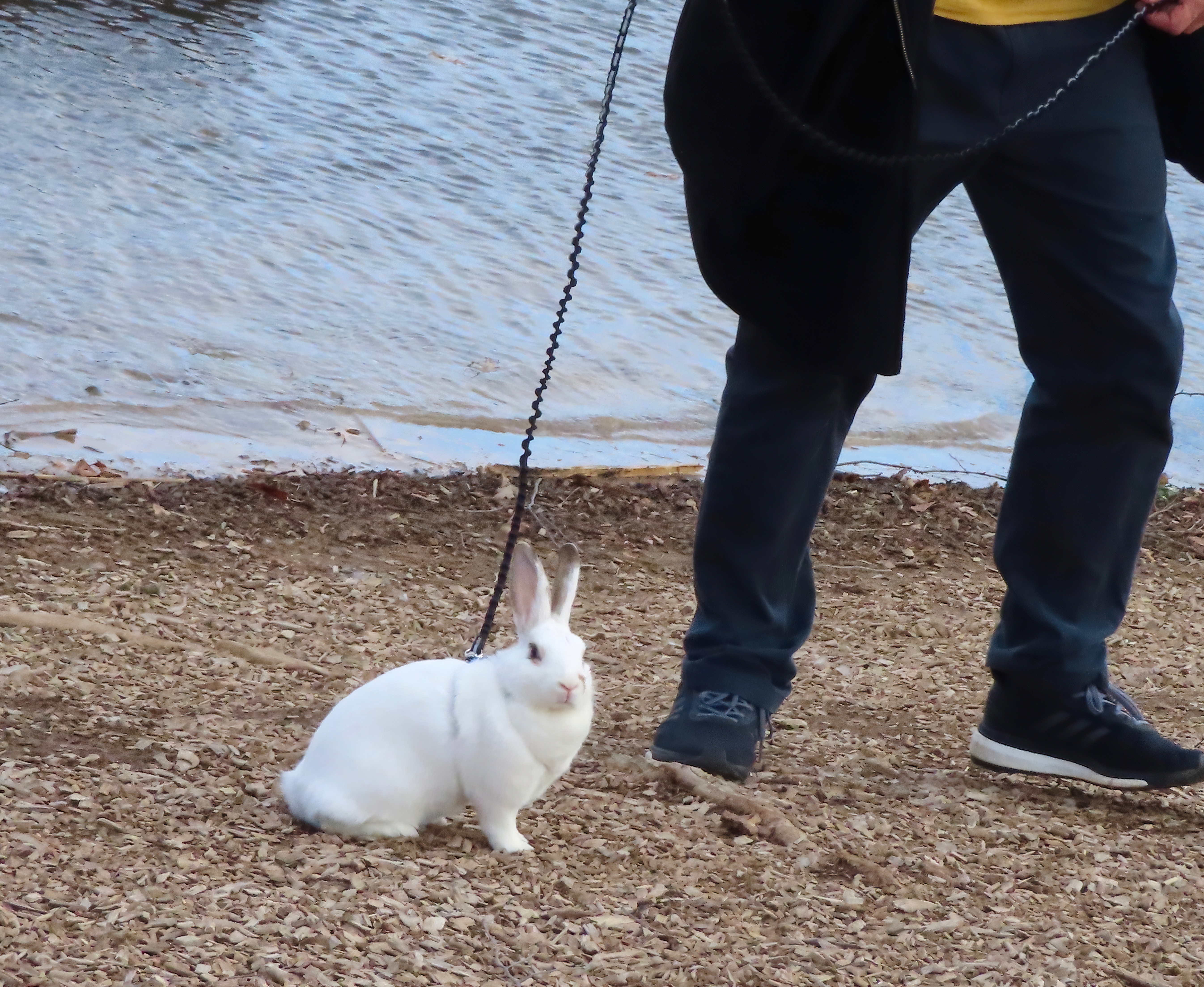Letting Your Hare Down | Jack Shalom