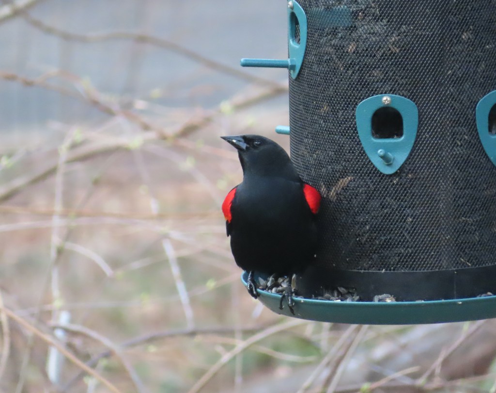 Lives Up To Its Name | Jack Shalom